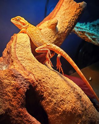 UNDERGROUND REPTILES - Updated May 2025 - 295 Photos & 254 Reviews ...