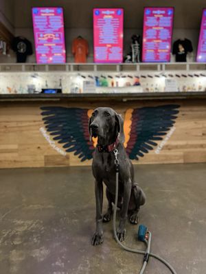 PUB DOG COLORADO - Updated June 2026 - 280 Photos & 265 Reviews - 2207 ...