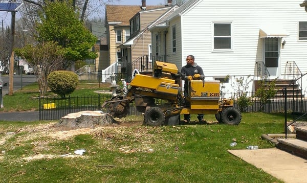 ROYAL TREE SERVICE - Updated December 2025 - 54 Photos & 136 Reviews ...