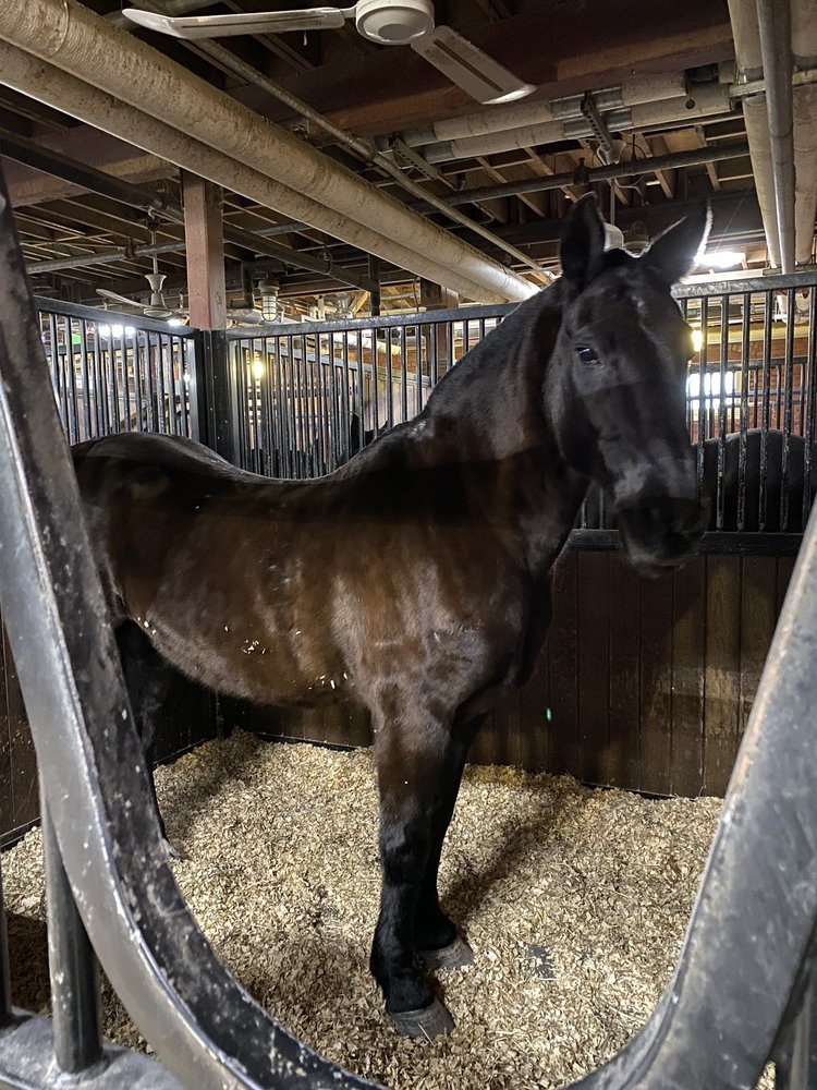 CAISSON STABLES - Updated December 2025 - 58 Photos - 201 Jackson Ave ...