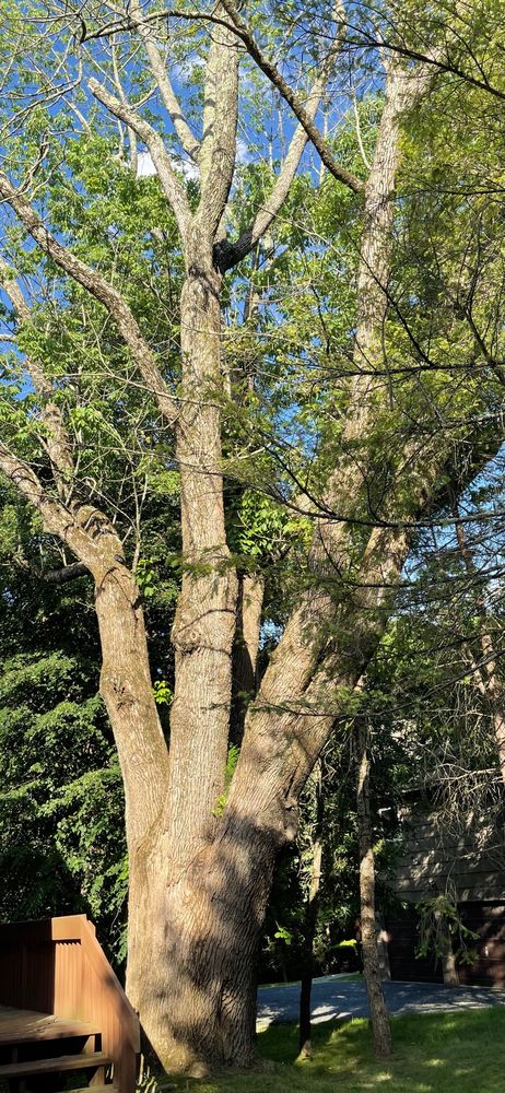 ALL AMERICAN TREE CARE - Updated December 2025 - 68 Photos & 35 Reviews ...