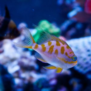 DISCUS MADNESS - Updated December 2025 - 73 Photos & 32 Reviews - 1010 ...