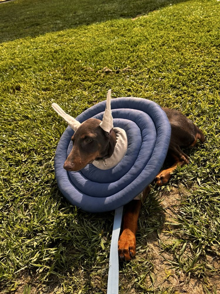 EAR TRIM - Updated October 2025 - 127 Photos & 77 Reviews - 2445 Farm ...