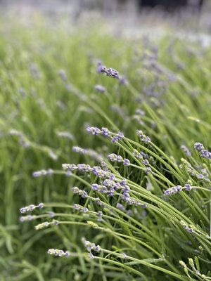 PLANT LAND - Updated May 2026 - 51 Photos & 13 Reviews - 1008 Hwy 2 E ...