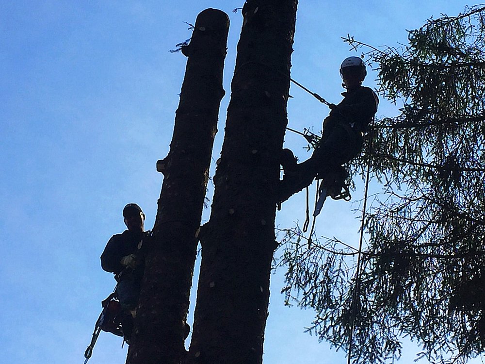 AAA TREE SERVICE with 10 real customer photos - Updated August 2024 ...