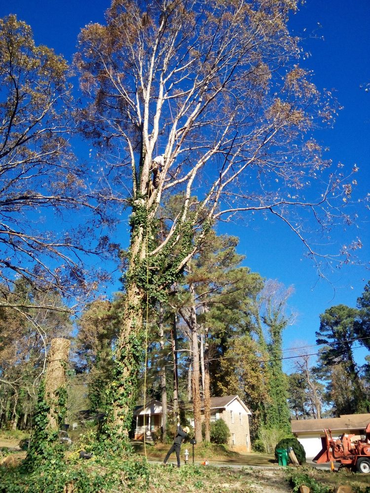 SWAT TREE CARE - Updated November 2025 - 39 Photos - Roswell, Georgia ...
