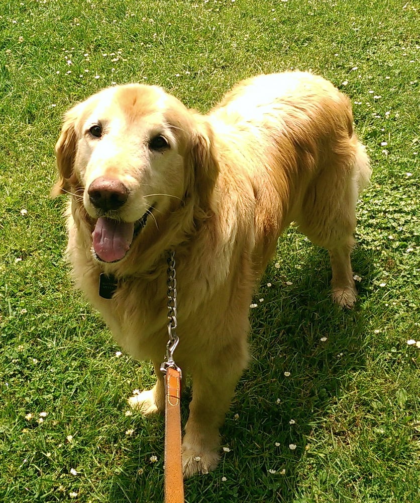 ONE DOG TWO DOGS OLD DOGS NEW DOGS - Updated July 2025 - Bend, Oregon ...