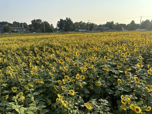 SUNFLOWERS OF LISBON - Updated December 2025 - 12 Photos - 11788 Rte ...