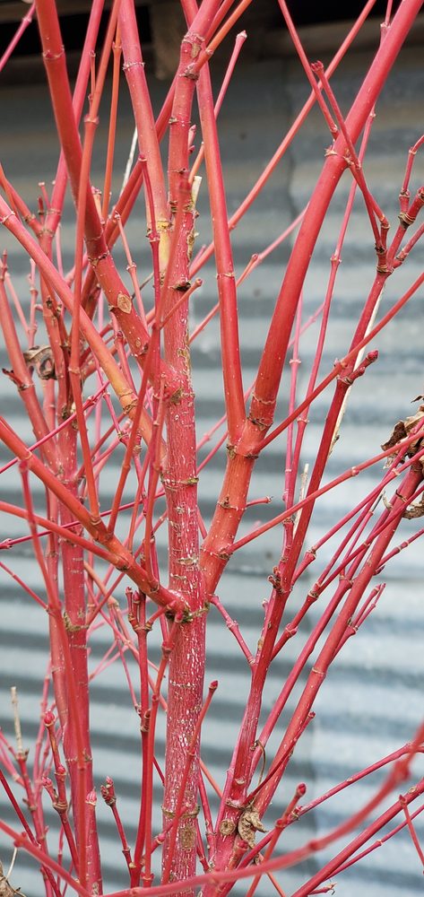 FRIENDLY NATIVES - Updated October 2025 - 21 Photos & 10 Reviews - 1107 ...