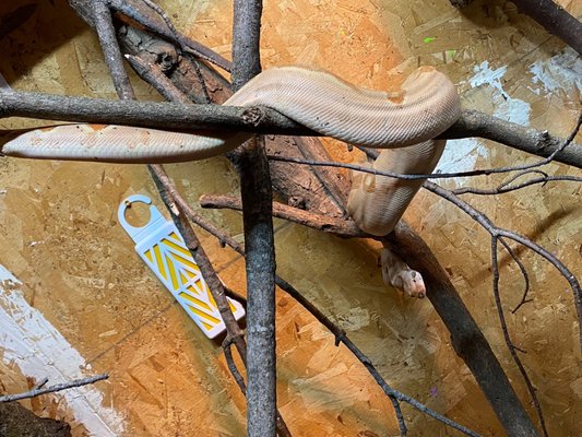 MILES OF EXOTICS - Updated December 2025 - 42 Photos & 51 Reviews ...