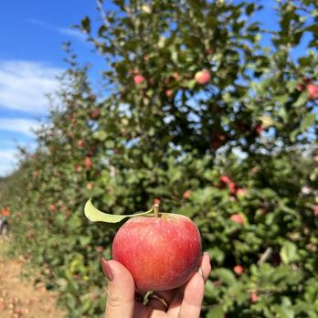MERCIER ORCHARDS - Updated July 2025 - 1048 Photos & 728 Reviews - 8660 ...