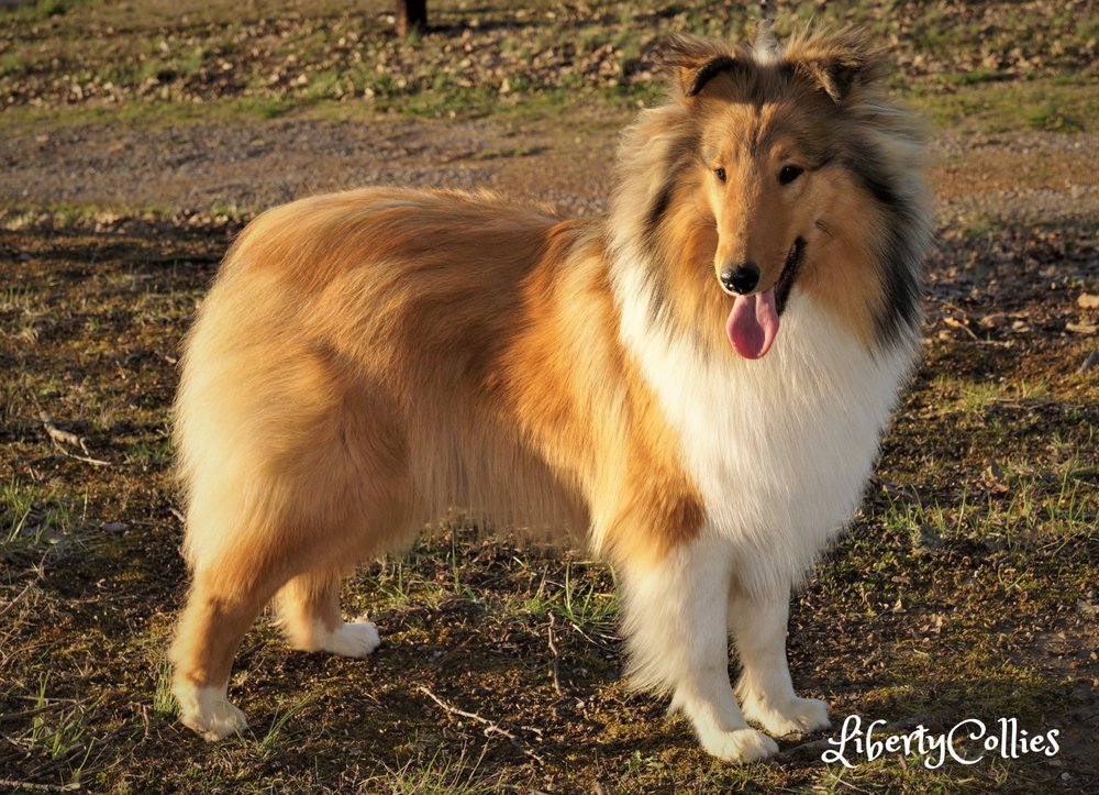 LIBERTY COLLIES - Updated March 2025 - Request Information - 660 Wards ...