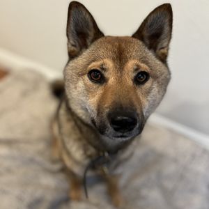 KEVIN THE DOG TRAINER - Updated September 2024 - 14 Reviews - 10810 ...