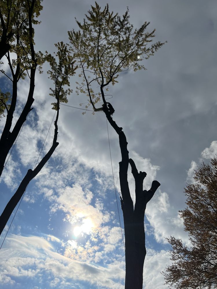 VITAL TREE CARE - Updated October 2025 - 45 Photos - North Lakeport ...