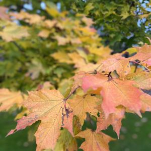 STIGLMEIER PARK - Updated June 2025 - 183 Photos & 40 Reviews - 500 ...