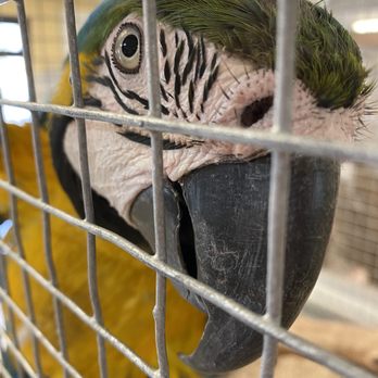 Magnolia Bird Farm - 77 Photos & 113 Reviews - Pet Stores - 12200 ...