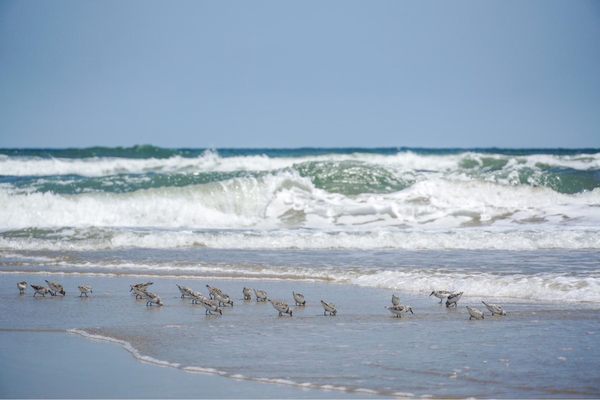 FALSE CAPE STATE PARK - 129 Photos & 19 Reviews - 4001 Sandpiper Rd ...