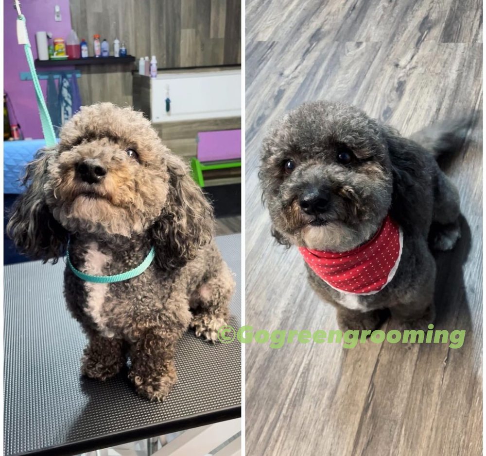 GO GREEN GROOMING - Updated July 2025 - 32 Photos - Loganville, Georgia ...