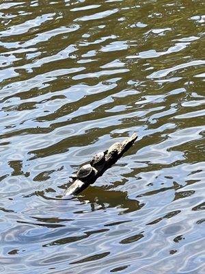 LAKE LYNN PARK - Updated August 2025 - 150 Photos & 46 Reviews - 7921 ...