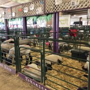 STANISLAUS COUNTY FAIR - 121 Photos & 20 Reviews - 900 N Broadway ...