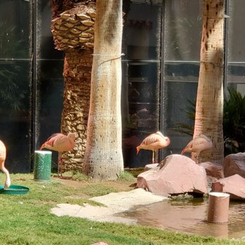 WILDLIFE HABITAT - 440 Photos & 86 Reviews - 3555 Las Vegas Blvd S, Las ...