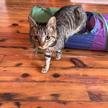 MAC TABBY CAT CAFE - Updated November 2024 - 310 Photos & 140 Reviews ...