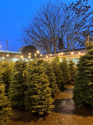 SEATTLE CHRISTMAS TREE - Updated November 2024 - 152 Photos & 12 ...