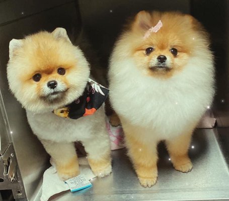 VIP DOG GROOMING - Updated May 2025 - 926 Photos & 704 Reviews - 6901 W ...