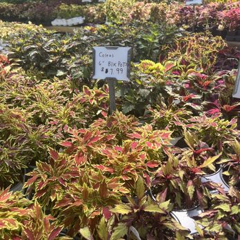 MAAS NURSERY - Updated December 2025 - 552 Photos & 141 Reviews - 5511 ...