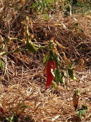 URBAN ROOTS FARM - Updated August 2025 - 67 Photos - 7651 Delwau Ln ...