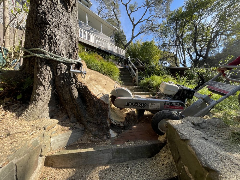 SUNNY’S TREE SERVICE - Updated October 2024 - 24 Photos - Sacramento ...