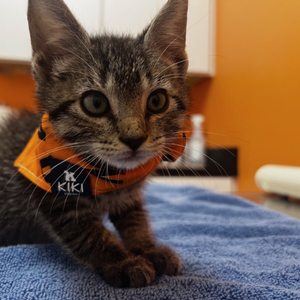 SUNSET ANIMAL HOSPITAL - Updated December 2025 - 142 Photos & 442 ...