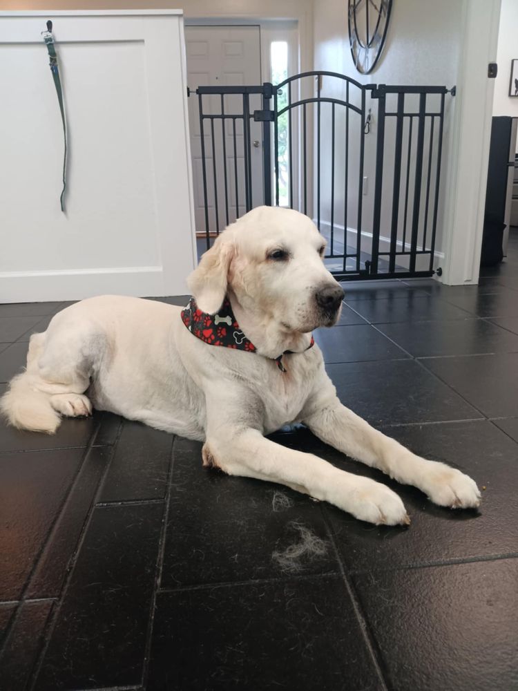 HAPPY PAWS GROOMING SALON - Updated September 2024 - 205 Montgomery Ave ...