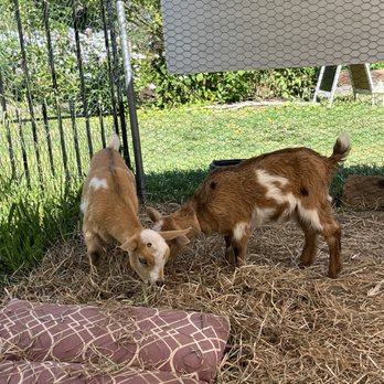 ROSE BRIDGE FARM & SANCTUARY - Updated September 2025 - 240 Photos & 86 ...