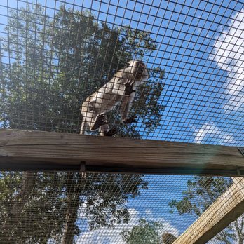 MONKEY JUNGLE - Updated December 2025 - 413 Photos & 213 Reviews ...