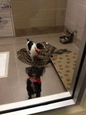 OLDE TOWNE PET RESORT - Updated October 2025 - 130 Photos & 168 Reviews ...