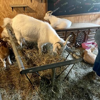 ROSE BRIDGE FARM & SANCTUARY - Updated December 2025 - 250 Photos & 87 ...