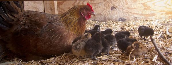 RIVER SCHOOL FARM - 28 Photos - Venues & Event Spaces - 7777 White Fir ...