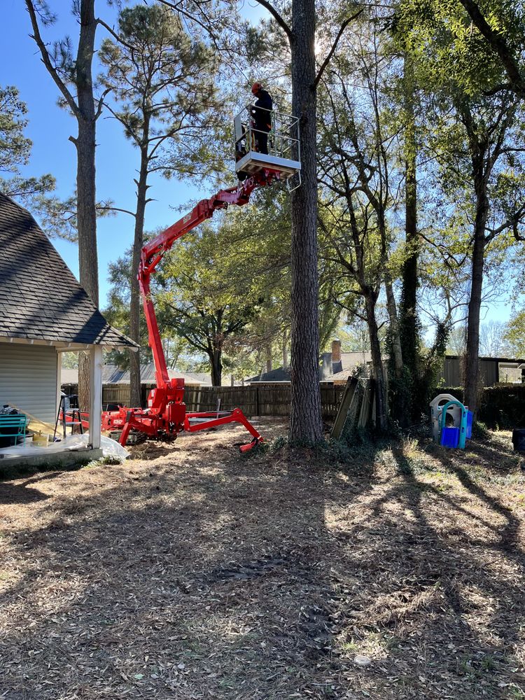 LOUISIANA TREE PRO - Updated December 2025 - 13 Photos - Denham Springs ...