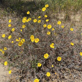 MADRONA MARSH PRESERVE AND NATURE CENTER - Updated May 2025 - 329 ...