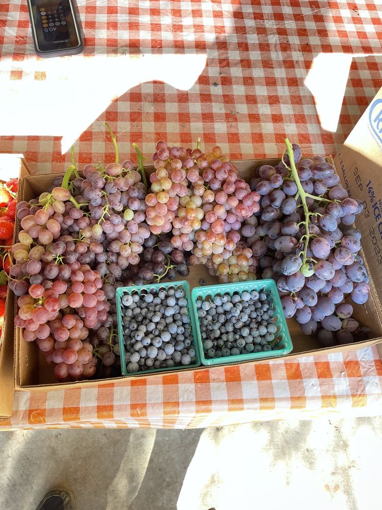 JOHNSON U-PICK FARM - Updated May 2024 - 73 Photos & 13 Reviews - 113 Higgins Ave, Gridley ...