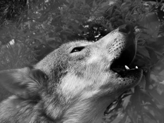 WOLF MOUNTAIN NATURE CENTER - Updated November 2025 - 27 Photos - 562 ...