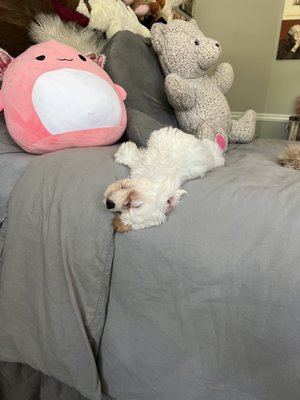 GEORGIA DOG CLUB - Updated December 2025 - 12 Photos - 4434 Red Bud Ln ...