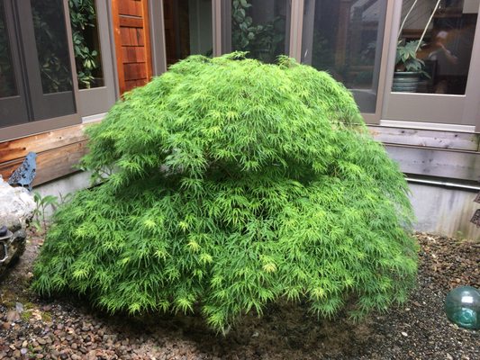 GOOD BLOKE TREE CARE - Updated September 2025 - 12 Photos - Central ...