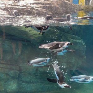 ESSEX COUNTY TURTLE BACK ZOO - 1353 Photos & 371 Reviews - Zoos - 560 ...