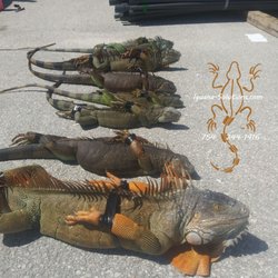 IGUANA SOLUTIONS - 88 Photos - Hollywood, FL - Yelp