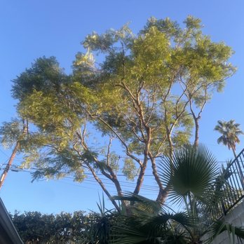 ALL ACCESS TREE CARE - 169 Photos & 238 Reviews - 289 Vernon Way, El ...