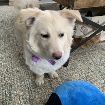 PAWSITIVELY POOCHED - Updated January 2026 - 41 Photos & 18 Reviews ...