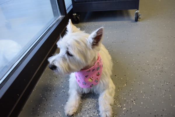 PETS R US ABQ - Updated April 2025 - 35 Photos & 24 Reviews - 1100 ...