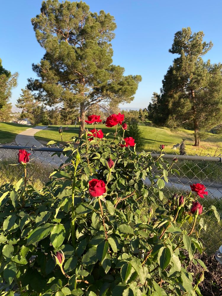 GREEN TREE GOLF COURSE - Updated May 2026 - 30 Photos & 25 Reviews ...
